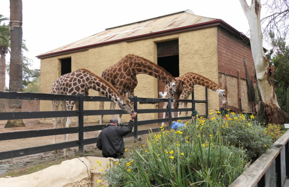 Adelaide Zoo - Australian Panda Home