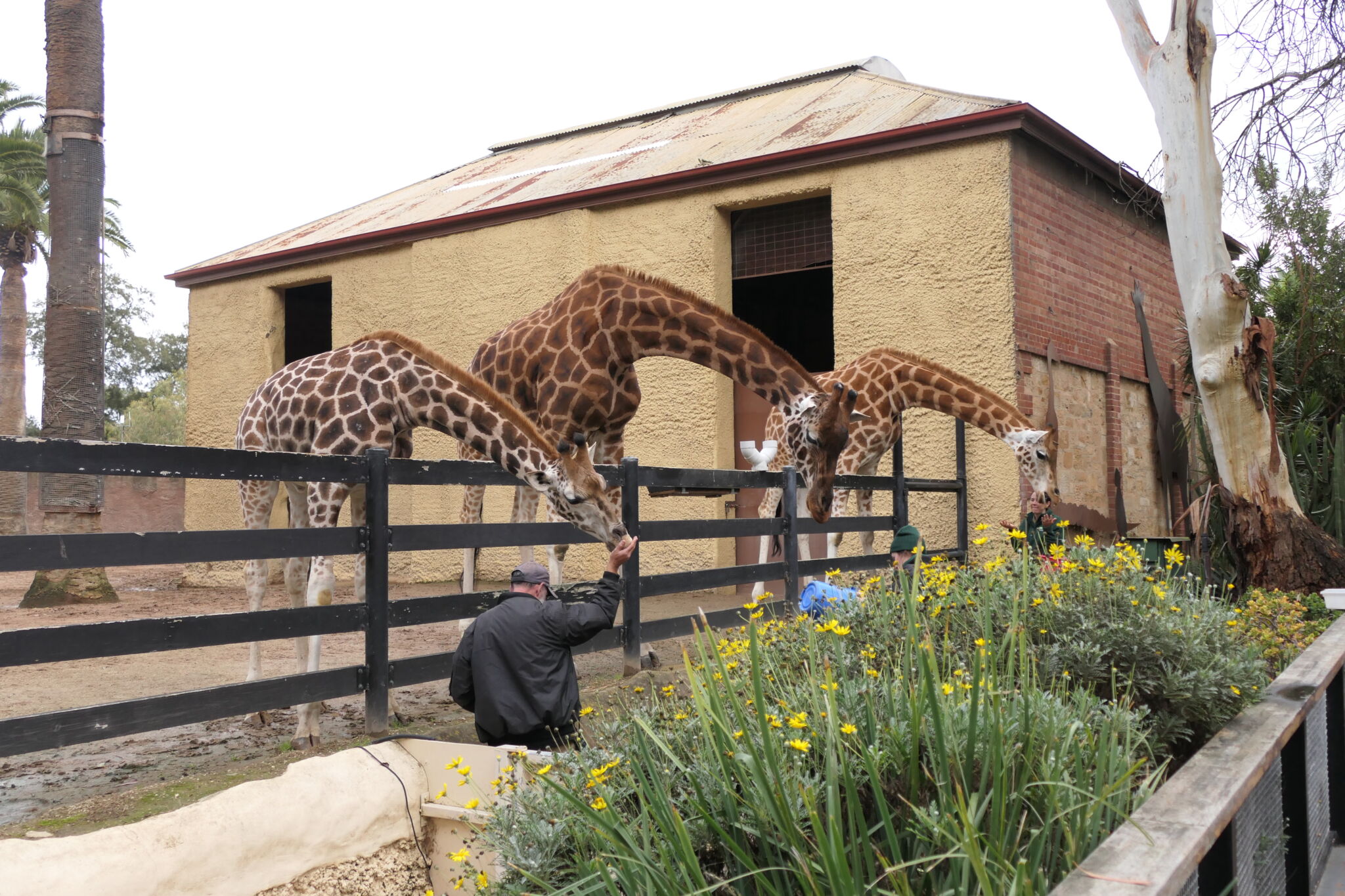 Big news for Adelaide Zoo’s littlest giraffe on World Giraffe Day ...