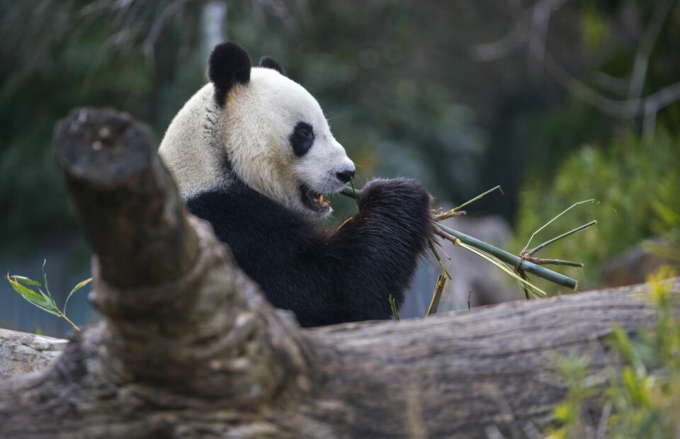 Fond farewells and warm welcomes as Giant Panda conservation continues ...