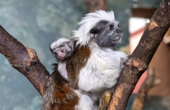 Adelaide Zoo - Australian Panda Home