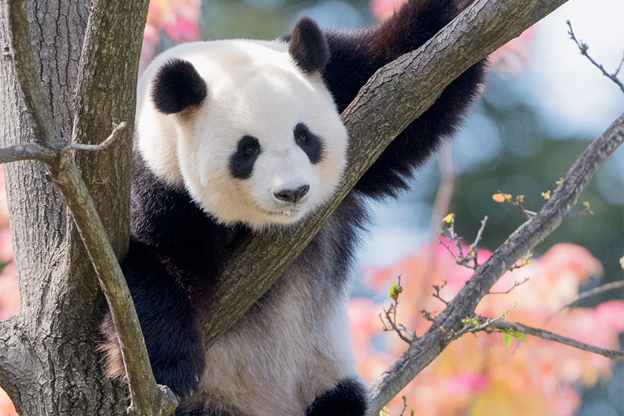 Farewell Wang Wang and Fu Ni - Adelaide Zoo