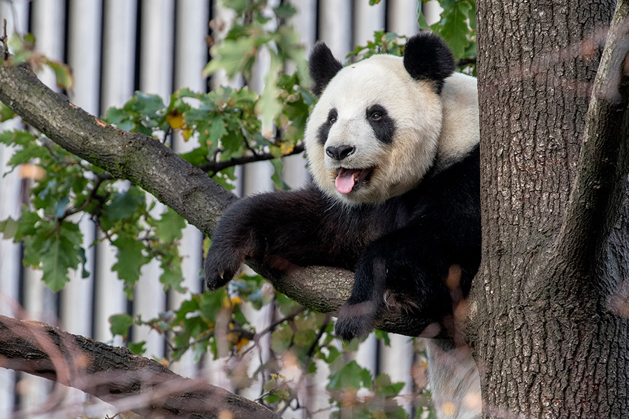 Farewell Wang Wang and Fu Ni - Adelaide Zoo