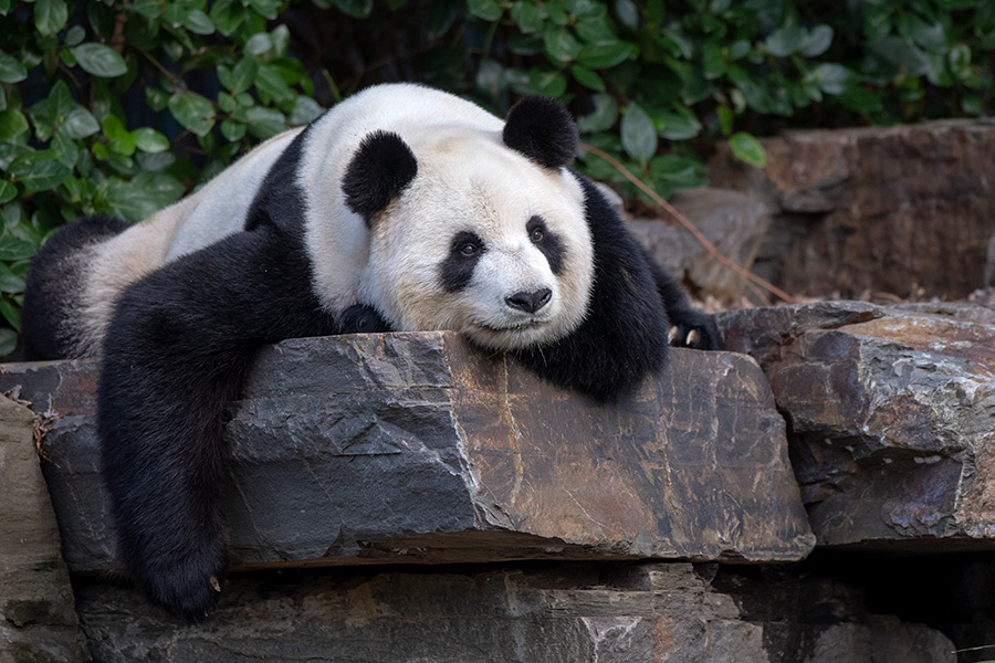 Farewell Wang Wang and Fu Ni - Adelaide Zoo