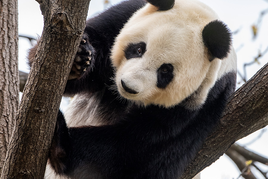 Farewell Wang Wang and Fu Ni - Adelaide Zoo