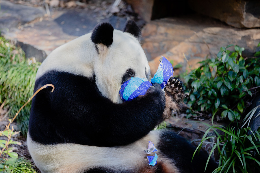 Farewell Wang Wang and Fu Ni - Adelaide Zoo