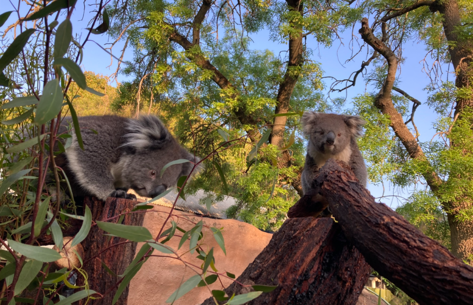 Latest news from Adelaide Zoo - Stay up to date with our animals