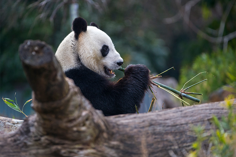 Farewell Wang Wang and Fu Ni - Adelaide Zoo