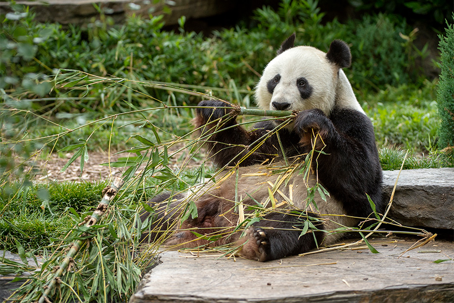 Farewell Wang Wang and Fu Ni - Adelaide Zoo