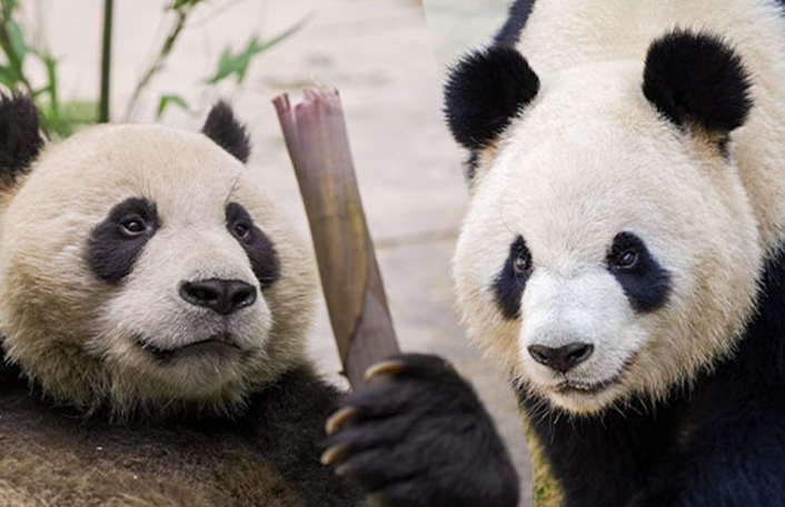 Farewell Wang Wang and Fu Ni - Adelaide Zoo