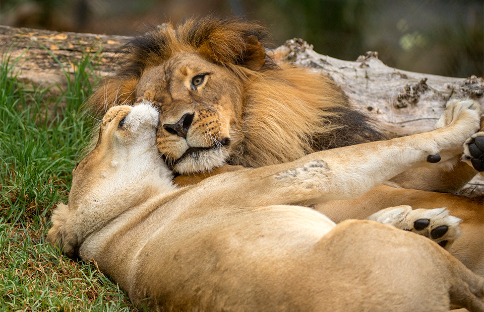 Choyo And Amani Lion King