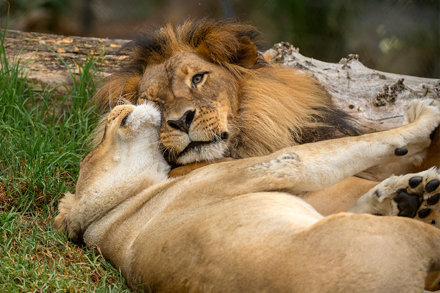 Remembering Mujambi and Amani - Adelaide Zoo