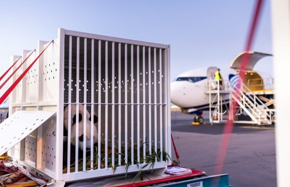 A beary special goodbye: Farewell Wang Wang and Fu Ni - Adelaide Zoo