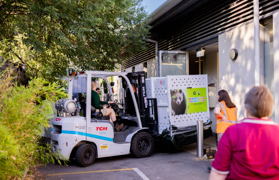 Paws on board: get ready to meet Xing Qiu and Yi Lan! - Adelaide Zoo