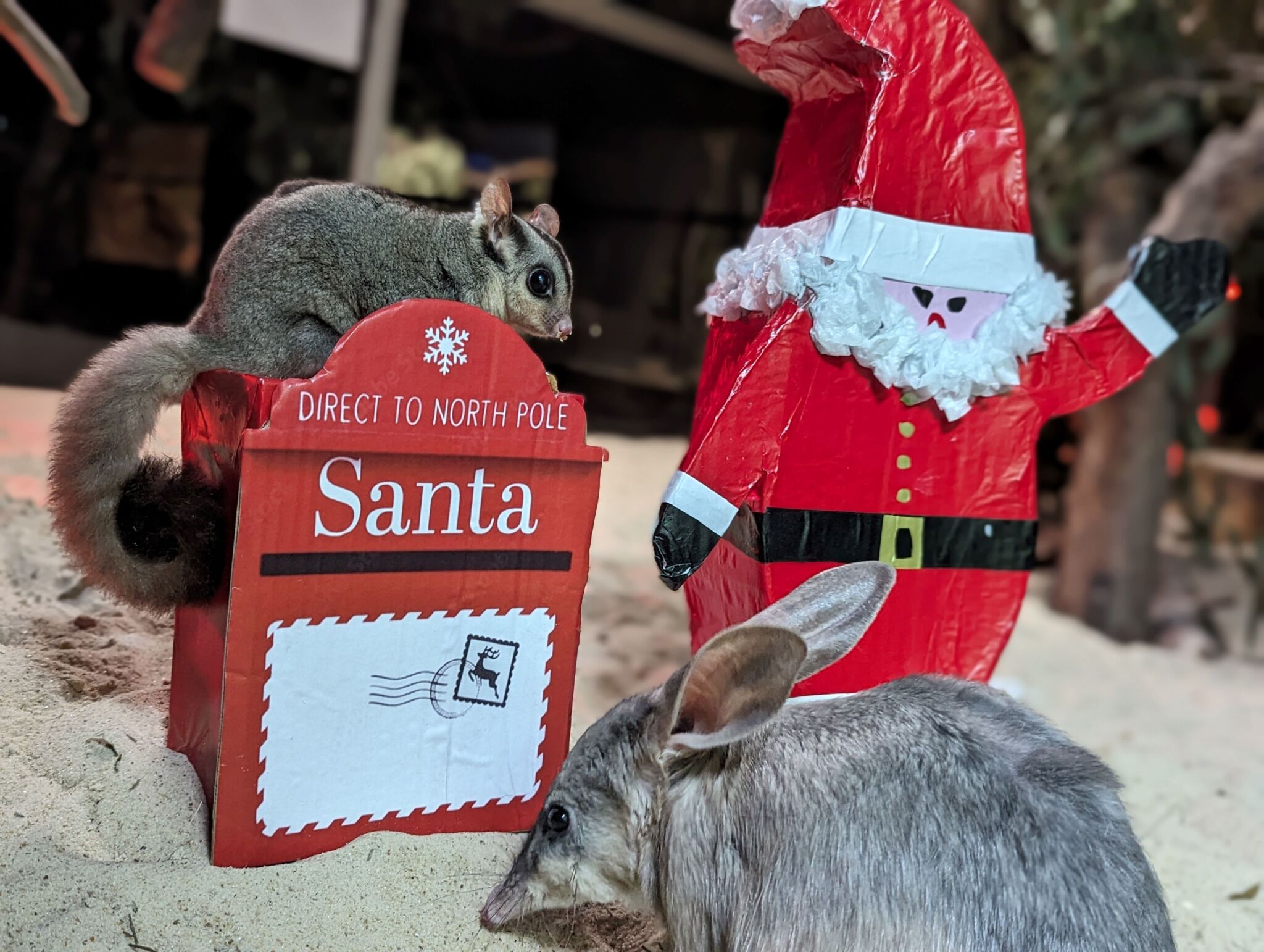 Seasons tweetings and hoppy holidays from Zoos SA! - Adelaide Zoo