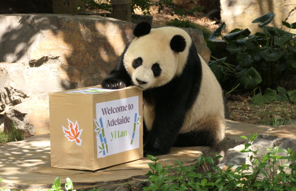 Giant Pandas Yi Lan and Xing Qiu make their giant debut