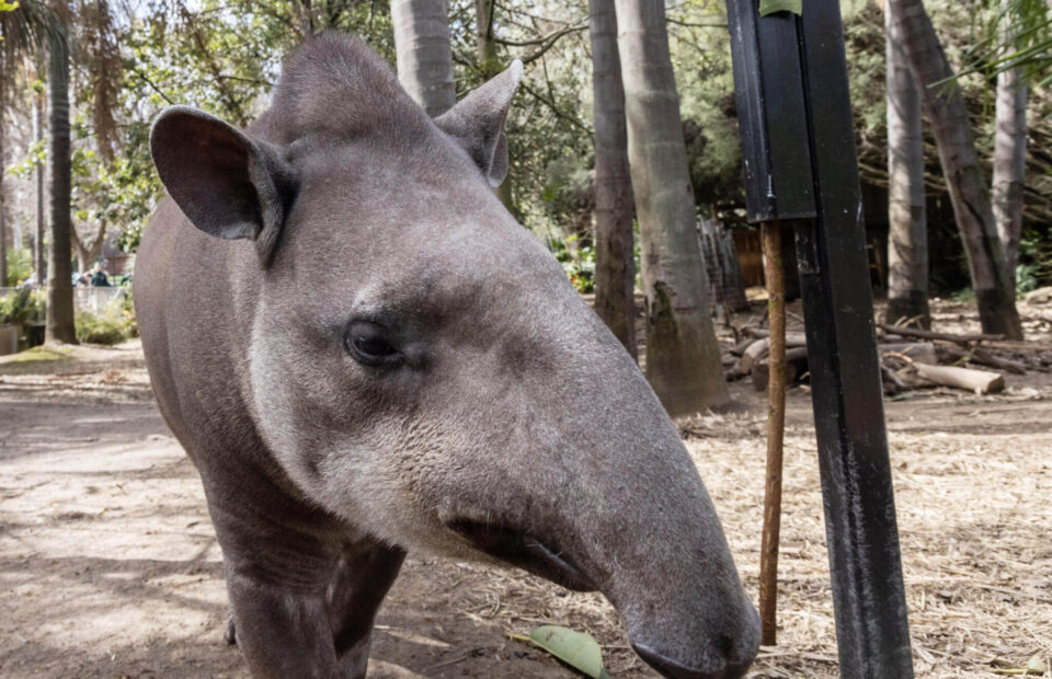 Tapir Tales: Chiquita’s World - Adelaide Zoo