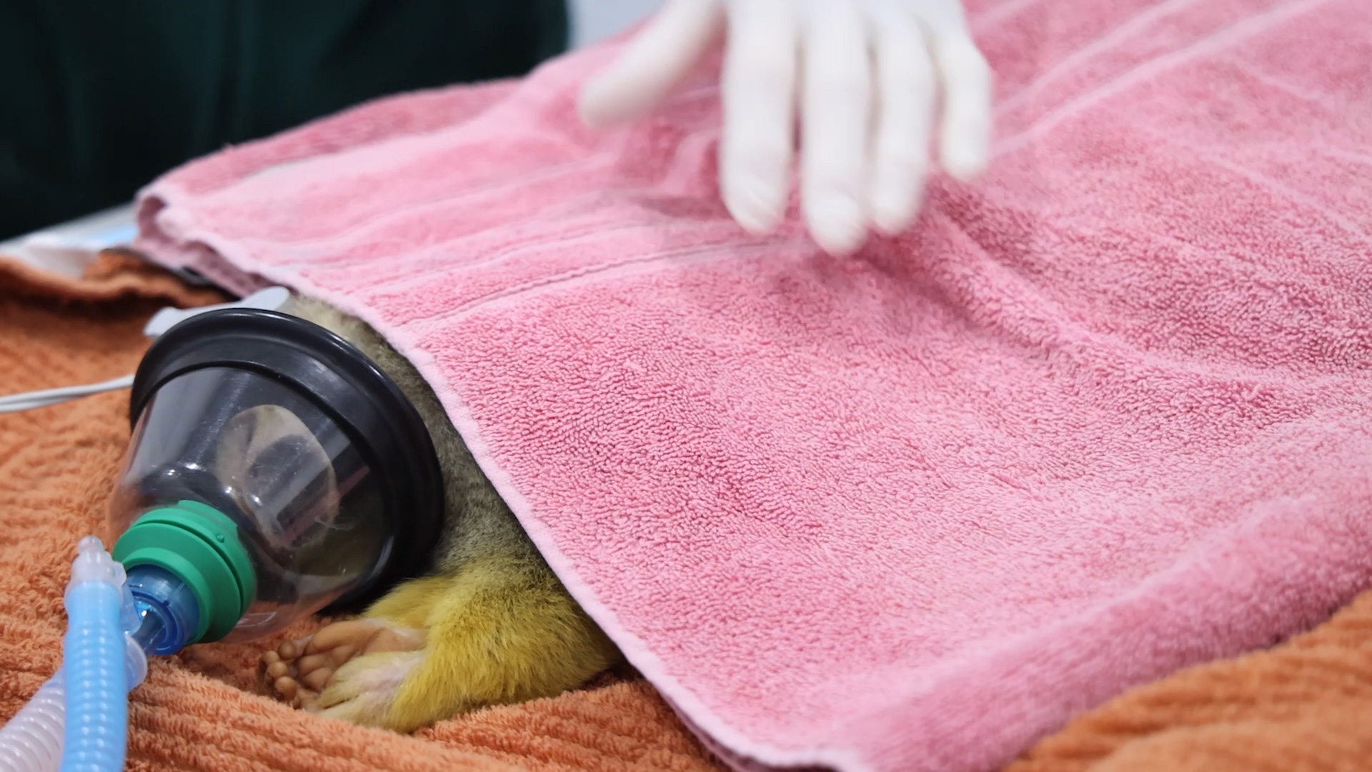 Benito the monkey gets a clean bill of health after specialist eye ...