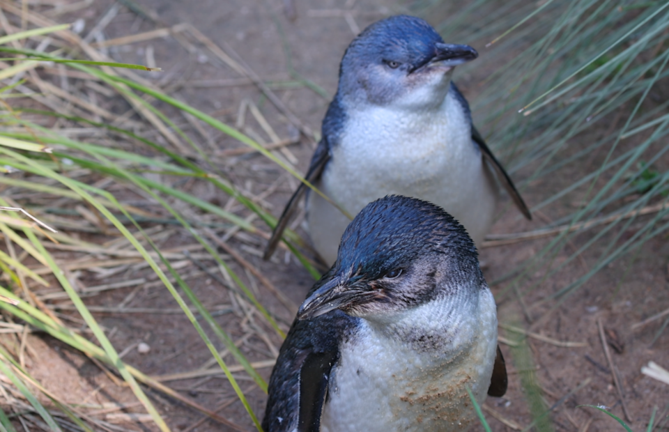 Adelaide Zoo’s Gordon Turns 24 - A Record-Breaking Waddle into History ...