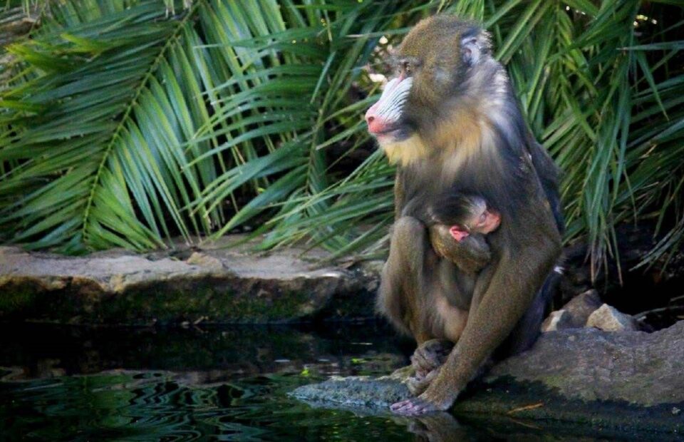 Adelaide Zoo farewells beloved Mandrill Niari - Adelaide Zoo