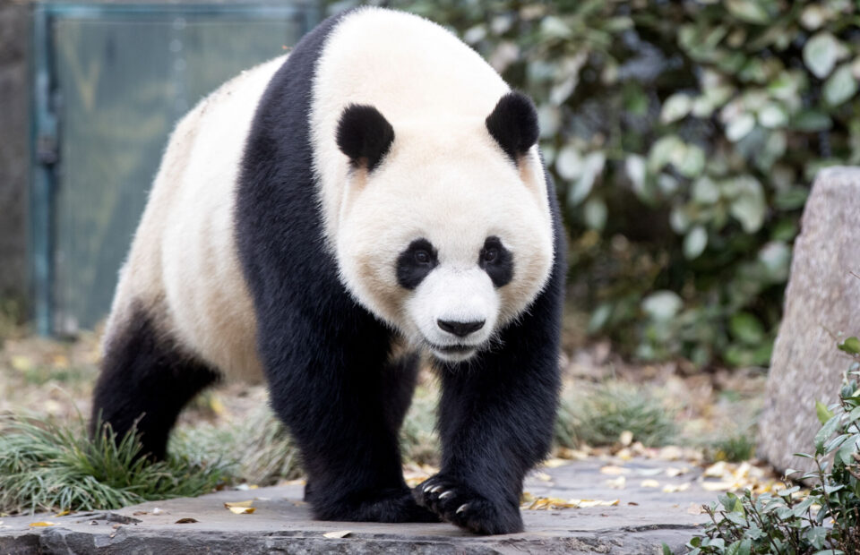 Meet Xing Qiu and Yi Lan | Adelaide Zoo’s New Giant Pandas Arrive in ...