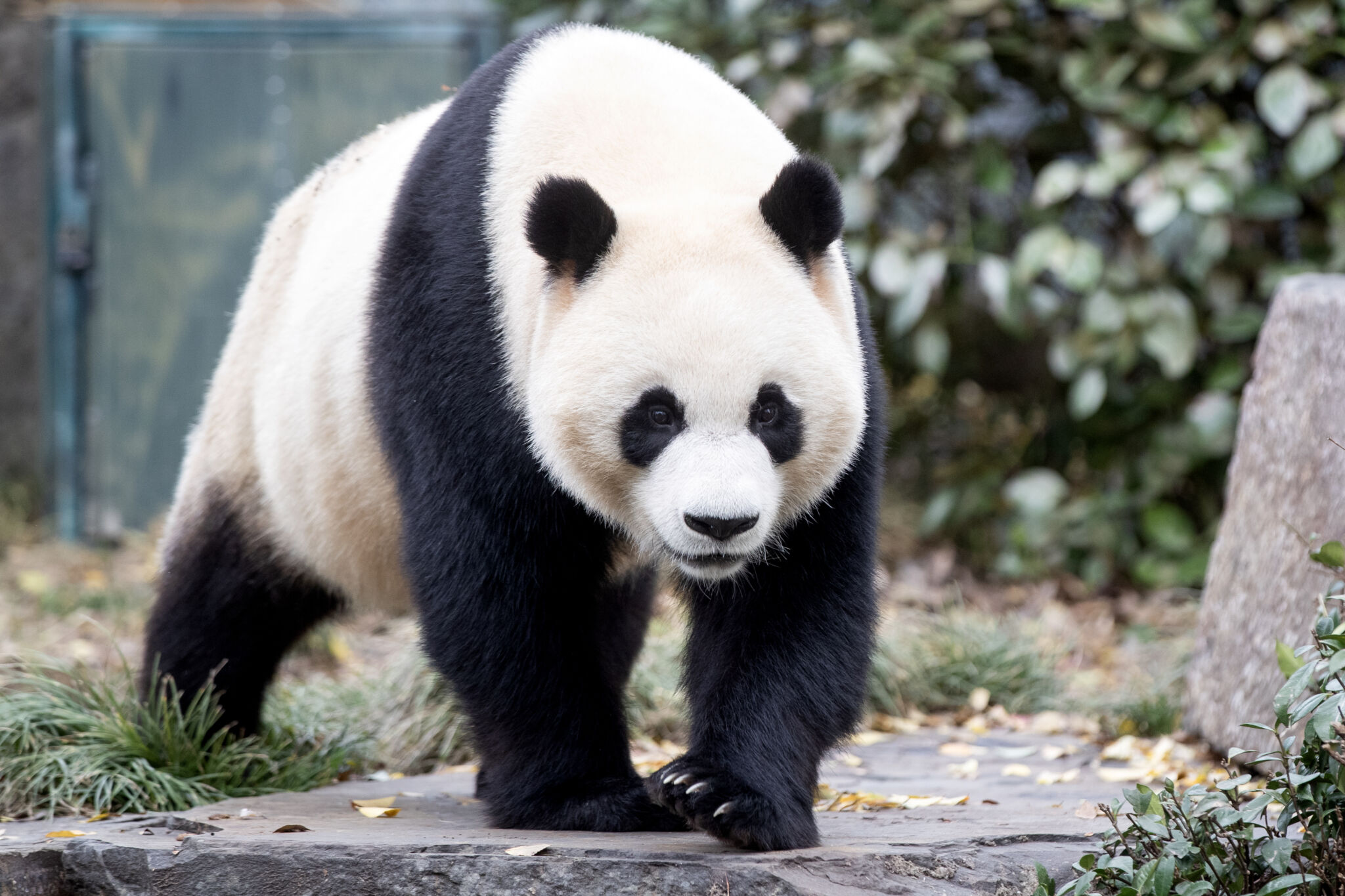 Meet Xing Qiu and Yi Lan | Adelaide Zoo’s New Giant Pandas Arrive in ...