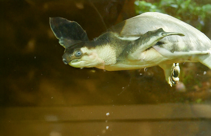 Latest news from Adelaide Zoo - Stay up to date with our animals