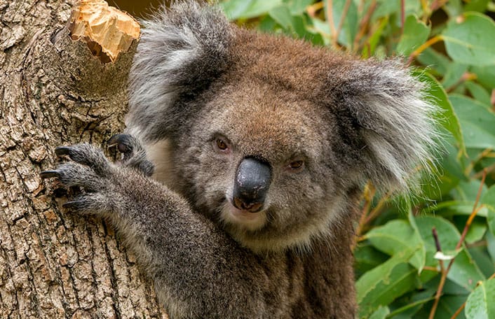 Tickets - Adelaide Zoo