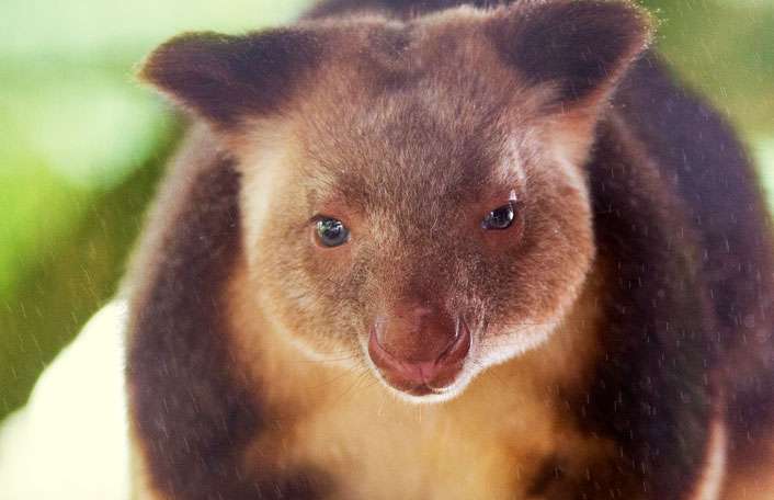 Tickets - Adelaide Zoo