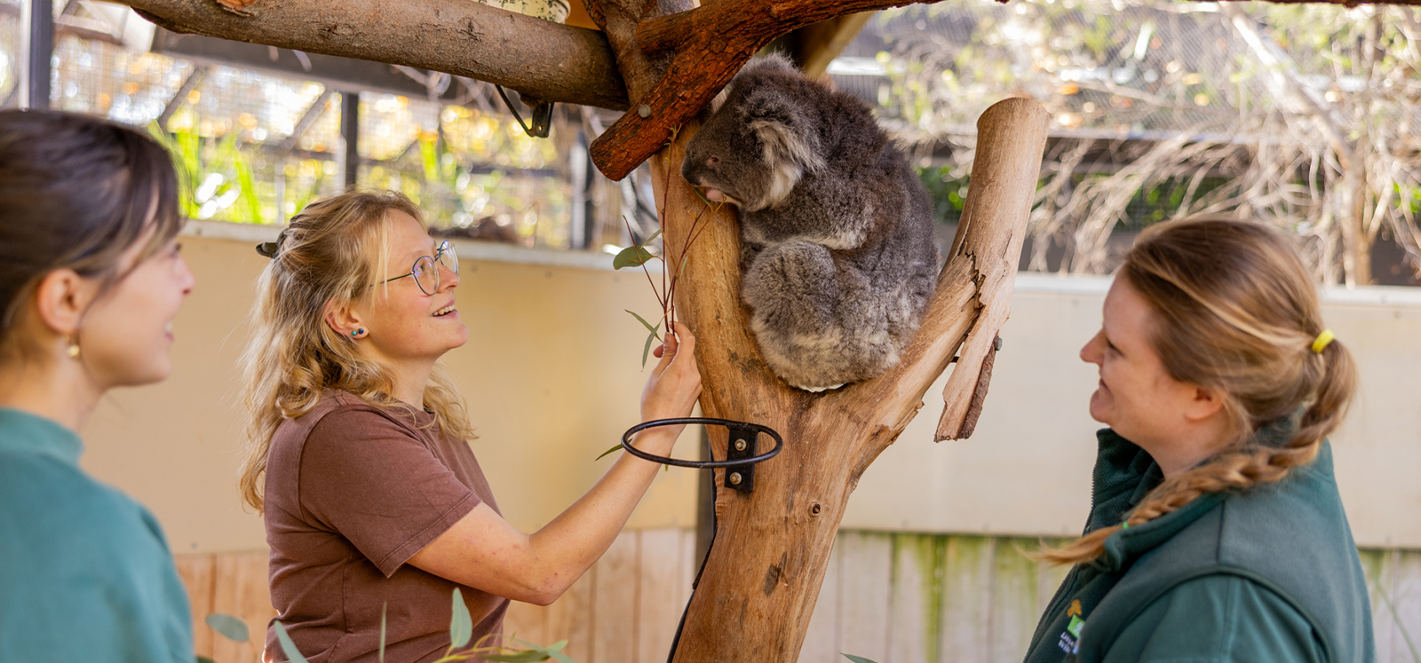 Koala Encounter at Adelaide Zoo - Hand feed the adorable koalas