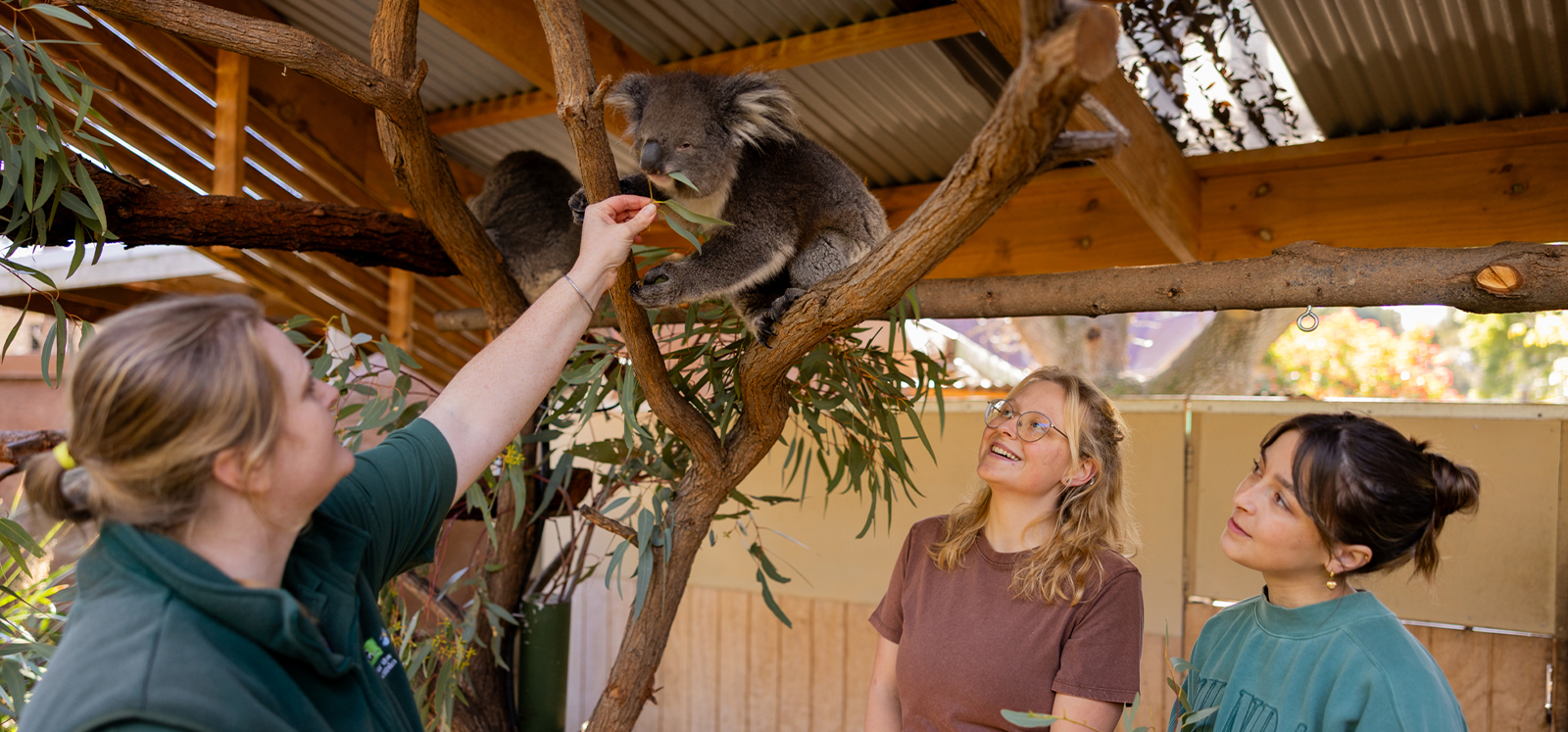 Koala Encounter at Adelaide Zoo - Hand feed the adorable koalas
