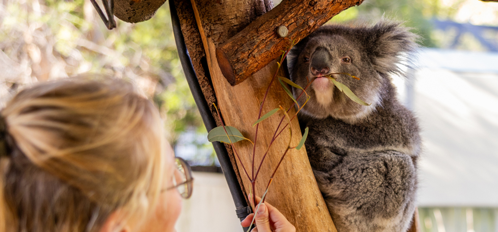 Koala Encounter at Adelaide Zoo - Hand feed the adorable koalas