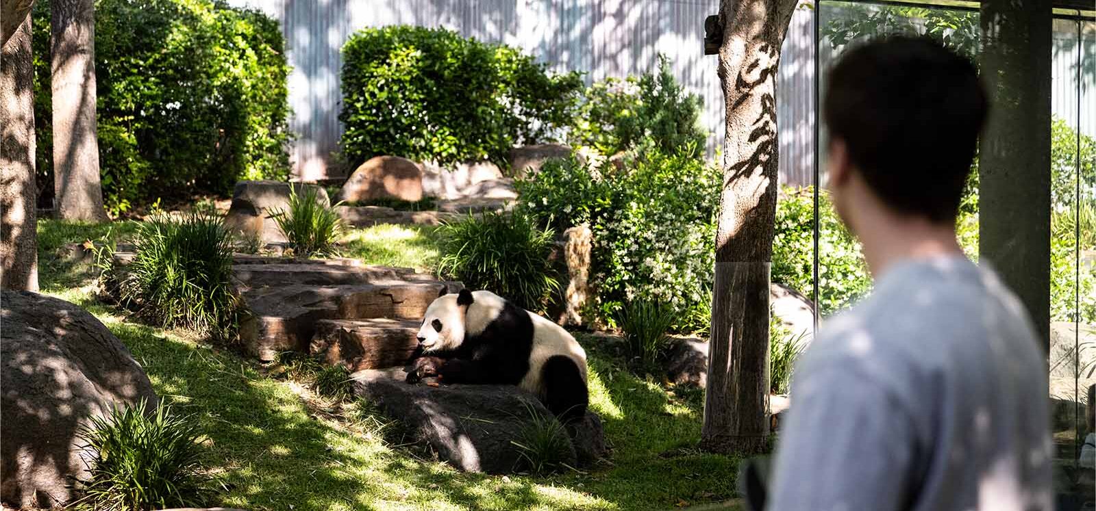 Panda and Friends - Meet our playful pandas at Adelaide Zoo