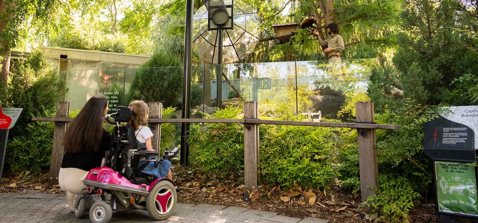 Panda and Friends - Meet our playful pandas at Adelaide Zoo