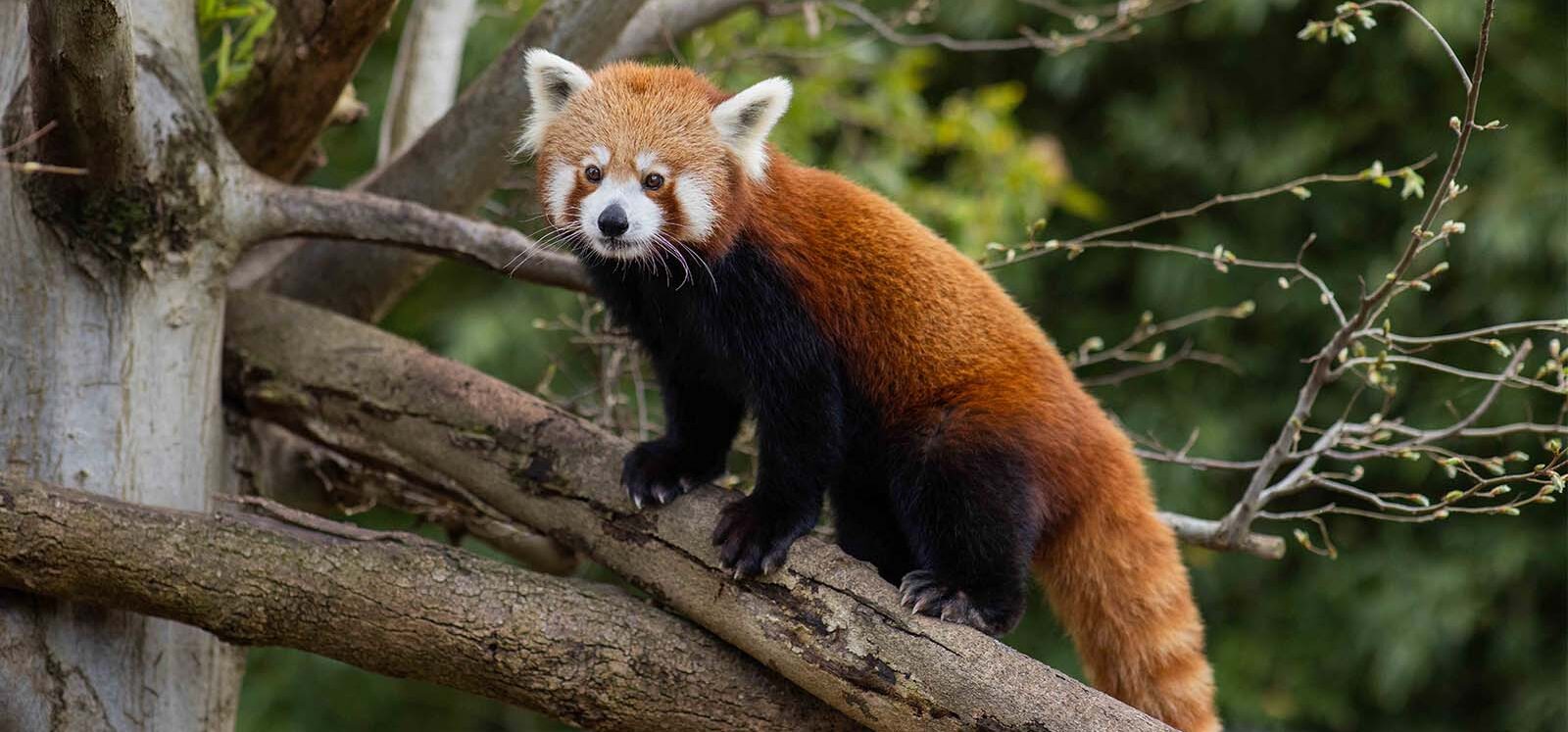 Panda and Friends - Meet our playful pandas at Adelaide Zoo