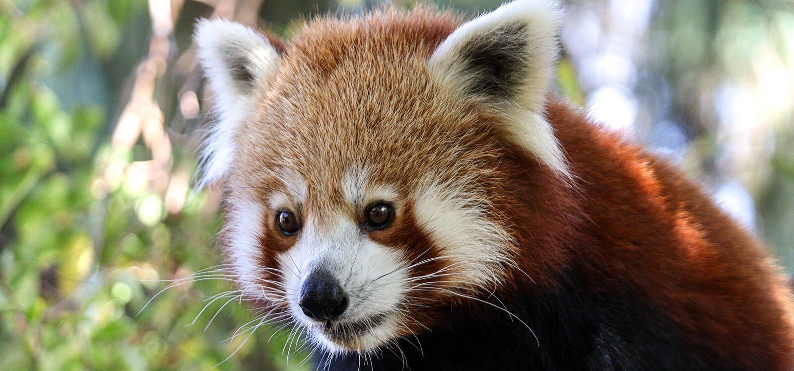 Panda and Friends - Meet our playful pandas at Adelaide Zoo