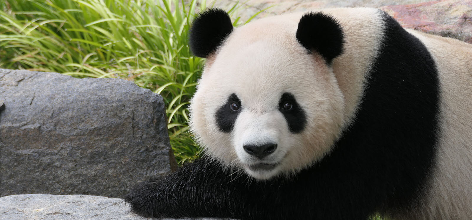 Panda and Friends - Meet our playful pandas at Adelaide Zoo