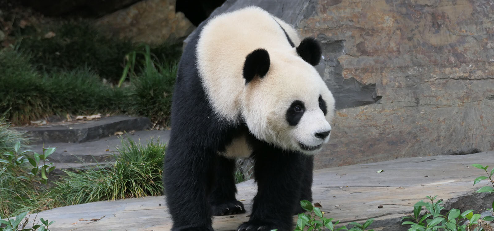 Panda and Friends - Meet our playful pandas at Adelaide Zoo