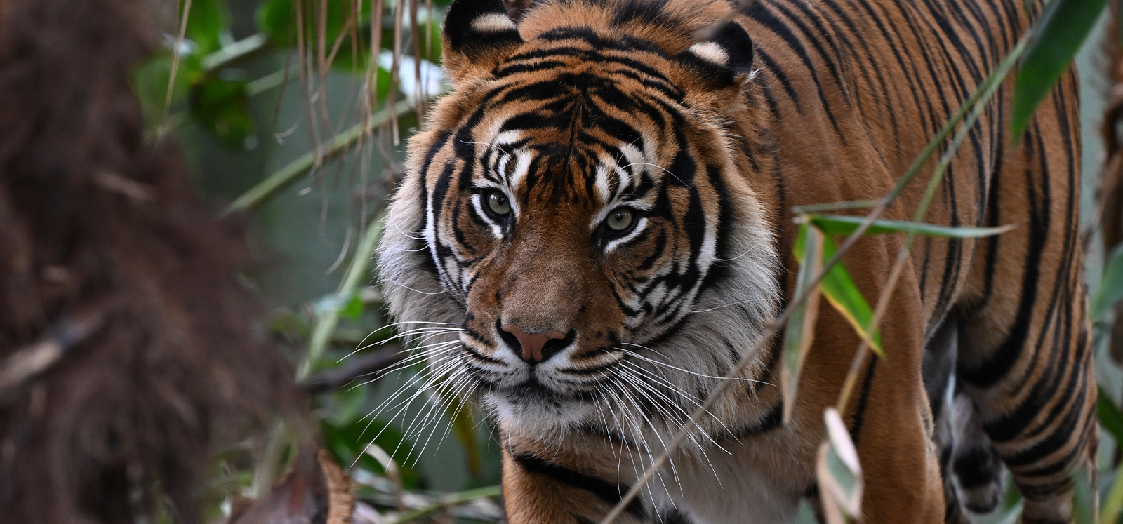 Tiger Encounter at Adelaide Zoo - Hand Feed a Sumatran Tiger!
