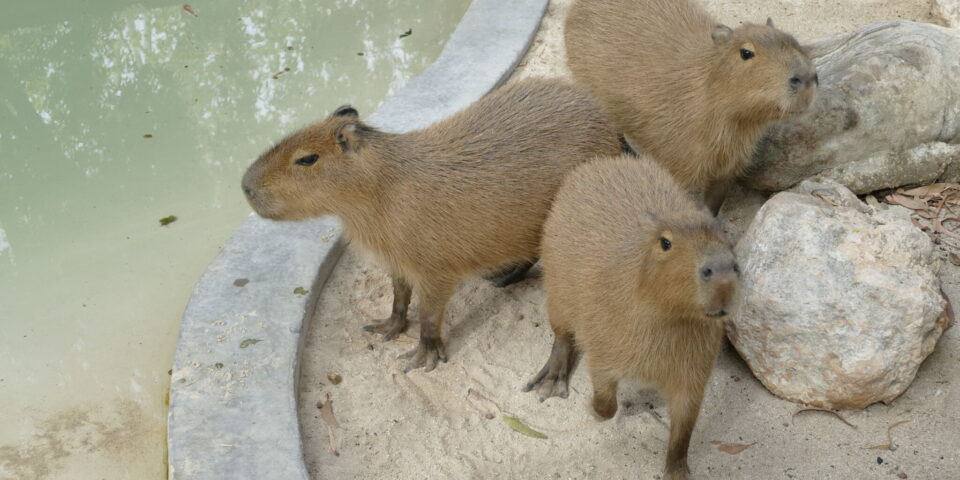 Meet the world's largest rodent our quirky capybaras at Adelaide Zoo