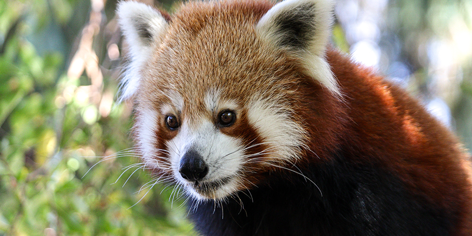 Red Panda Fact Sheet - Adelaide Zoo