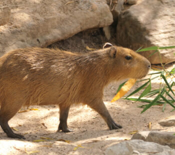 Animals – Adelaide Zoo
