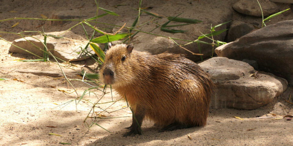 Meet the world's largest rodent our quirky capybaras at Adelaide Zoo