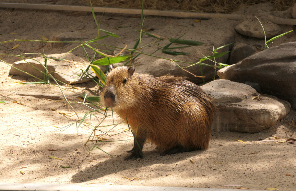 Pics Photos Capybara Don't Worry, Be Capy! Happy Hollow Park & Zoo