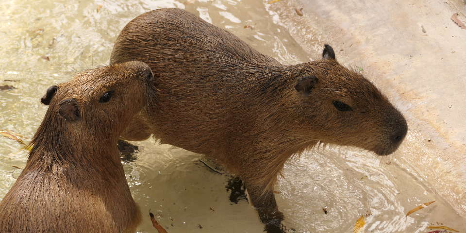 Meet the world's largest rodent our quirky capybaras at Adelaide Zoo