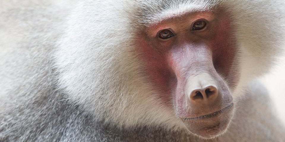 Hamadryas Baboon - Adelaide Zoo