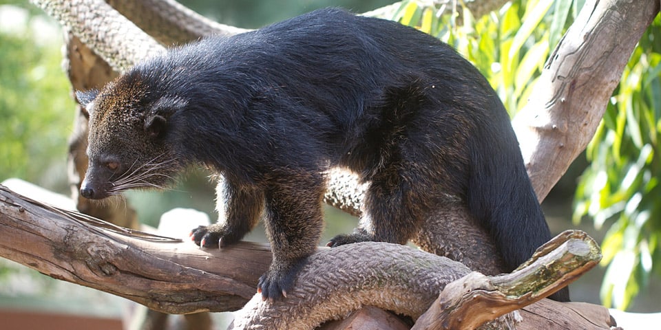 Binturong - Adelaide Zoo
