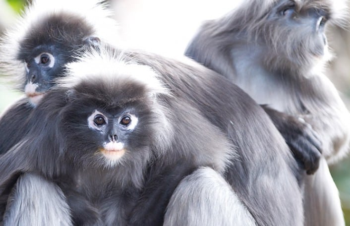 Tickets - Adelaide Zoo