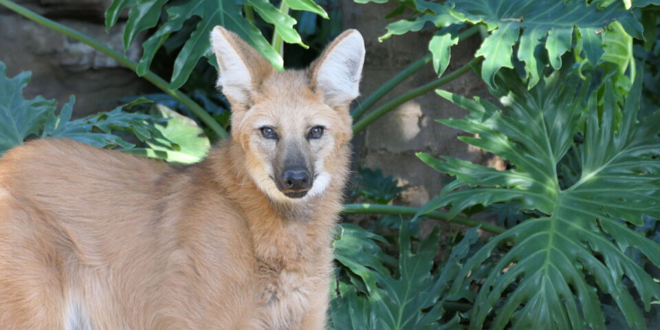 Meet our marvellous Maned Wolf here at Adelaide Zoo