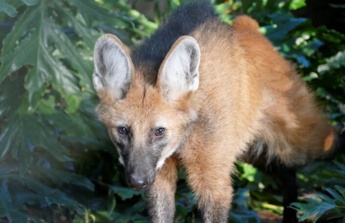 The ‘Toco’ the town: meet Adelaide Zoo’s new mane man