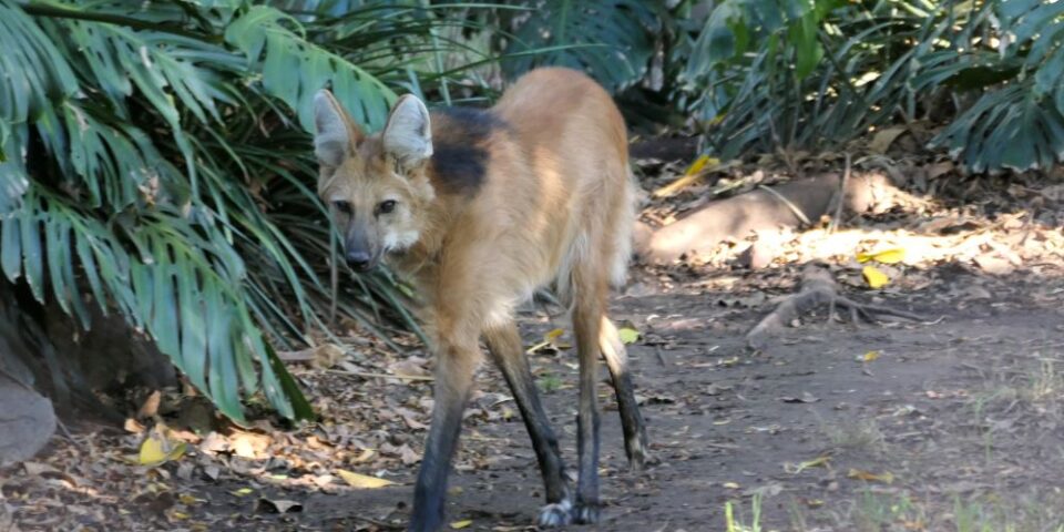 Meet our marvellous Maned Wolf here at Adelaide Zoo